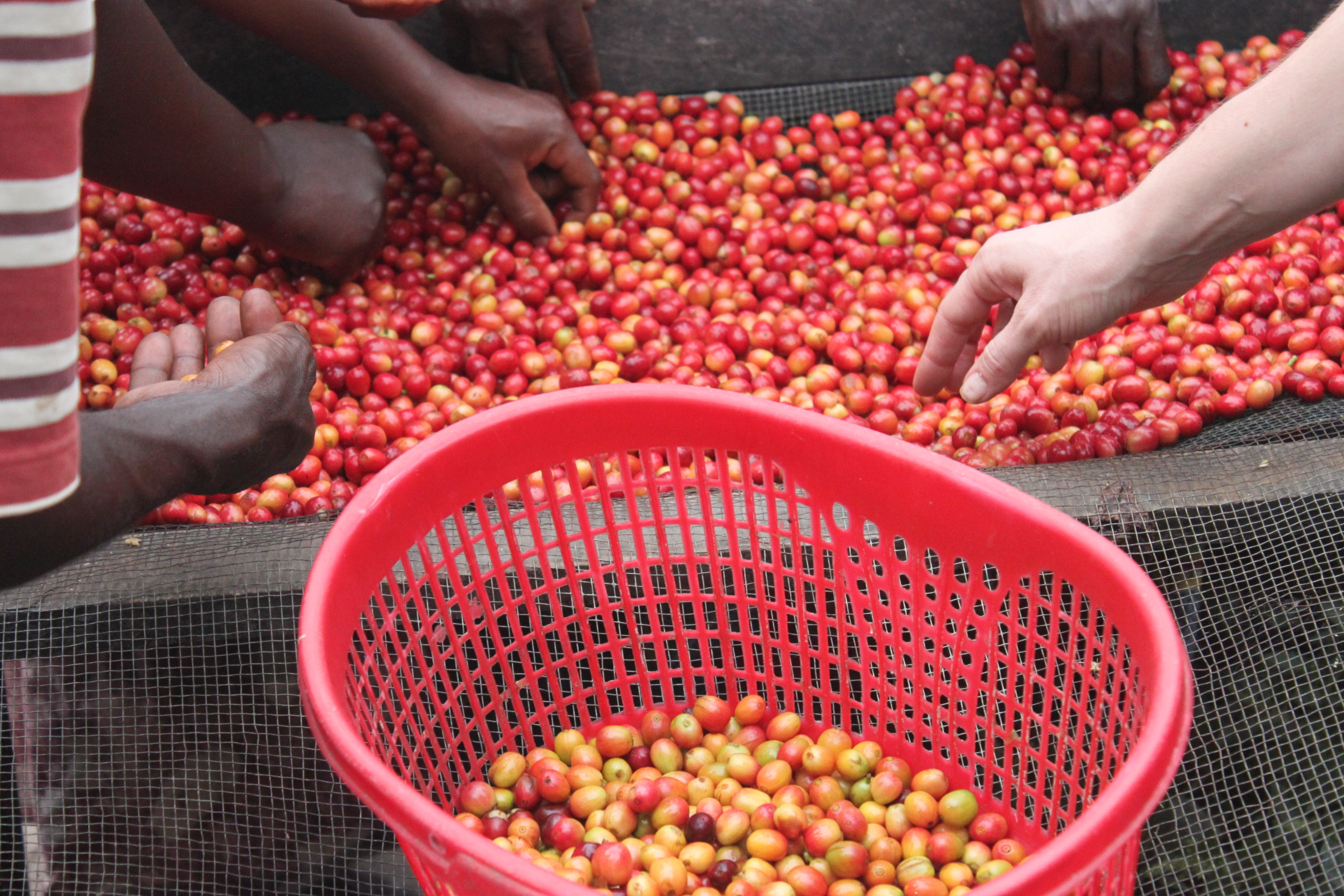 Quality Upgrading And Pass Through In Uganda s Coffee Sector ATAI